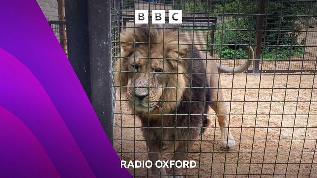 Cotswold lion house a roaring success - BBC Sounds