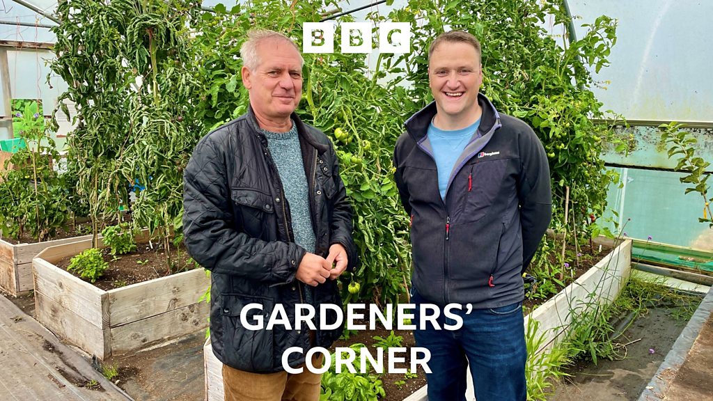 Gardeners' Corner - What you can sow in October? The value of Lemon Verbena and Florence Fennel ...