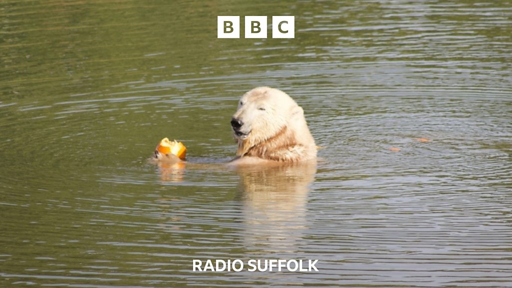 Polar bear in Suffolk - BBC Sounds