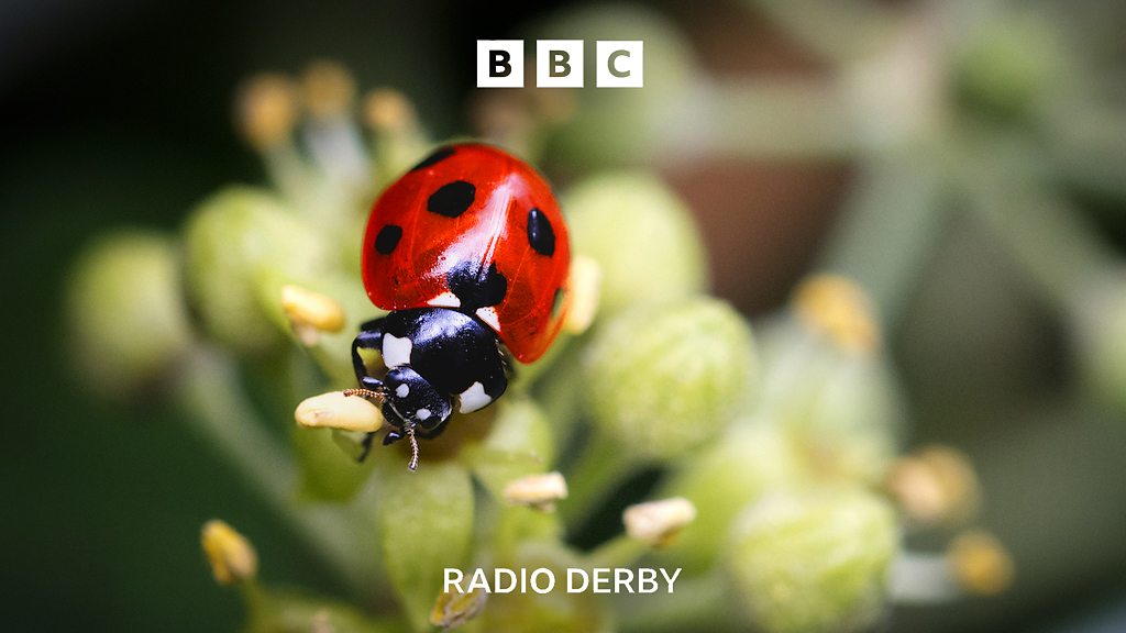 Why are there ladybirds in my living room? - BBC Sounds