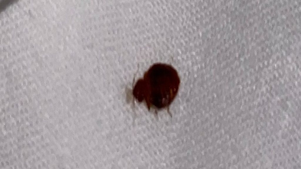 Black Bed Bugs How Do I Get Rid Of Bed Bugs? | The Bug Man | Central