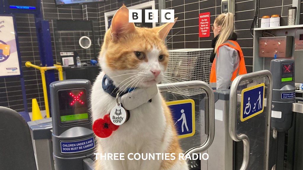 Cat ‘puts smiles on faces’ at Stevenage railway - BBC Sounds