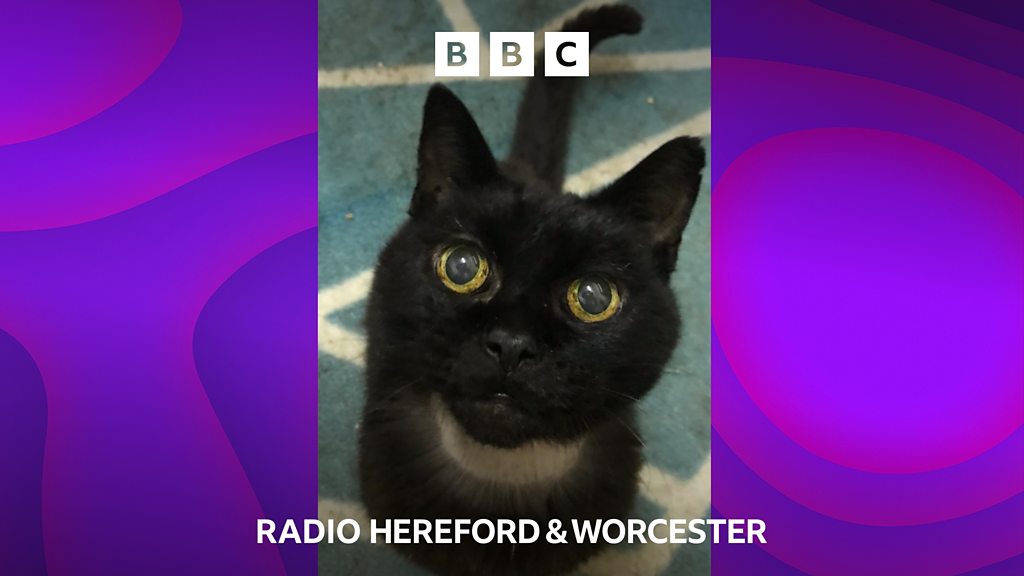 The cat found in a Kidderminster wheelie bin - BBC Sounds