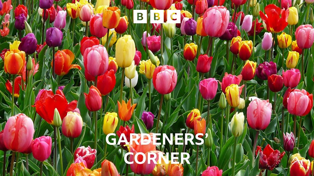 Gardeners' Corner - Sarah Raven’s favourite tulips, how to take root ...