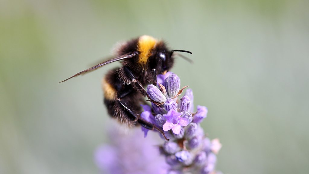The Documentary - A man without bees - BBC Sounds