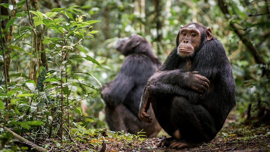 Obsessed with the Quest - Inside the Minds of Chimpanzees - BBC Sounds