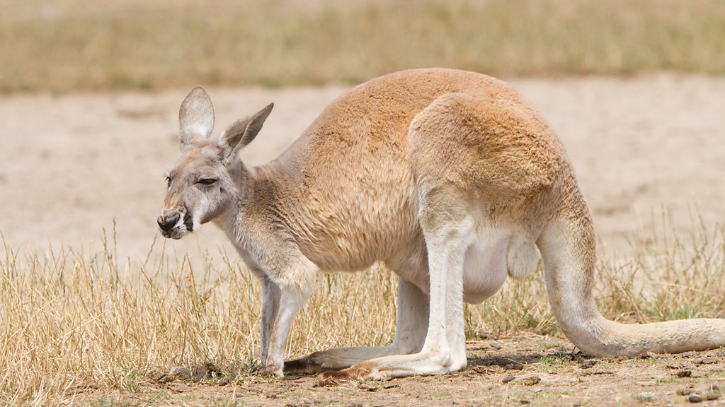 Wild Inside - The Red Kangaroo - BBC Sounds