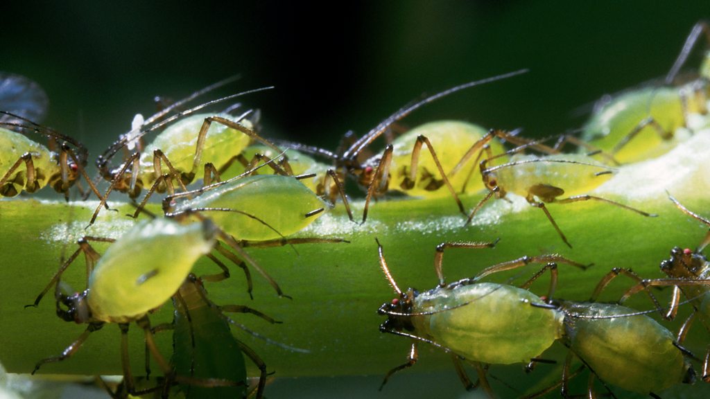 Wild Inside - The Aphid - BBC Sounds