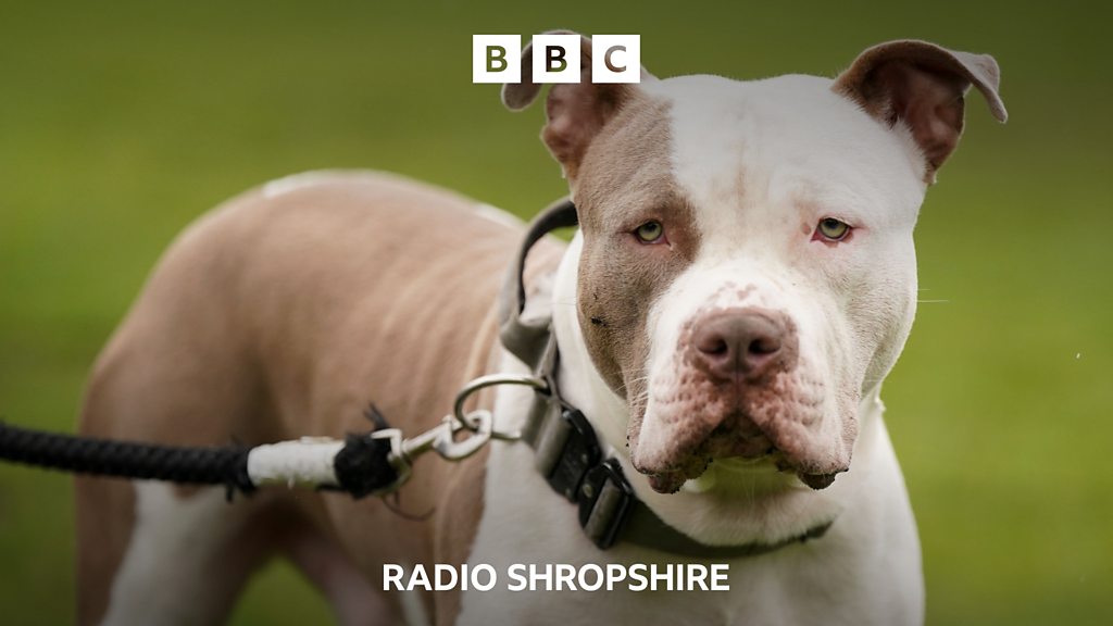 Shawbury rescue's American XL bully dilemma - BBC Sounds
