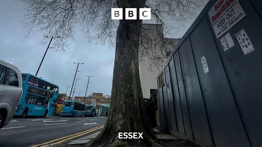 100-year-old Southend tree under threat - BBC Sounds