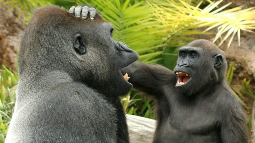 Newshour - Proof that great apes like to tease each other. - BBC Sounds