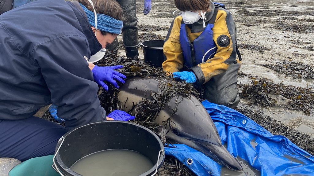 James Dundon - A lone common dolphin has been rescued from a river on ...