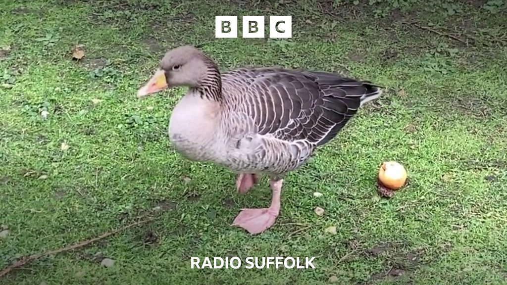 Suffolk goose chase for lonely Larry - BBC Sounds