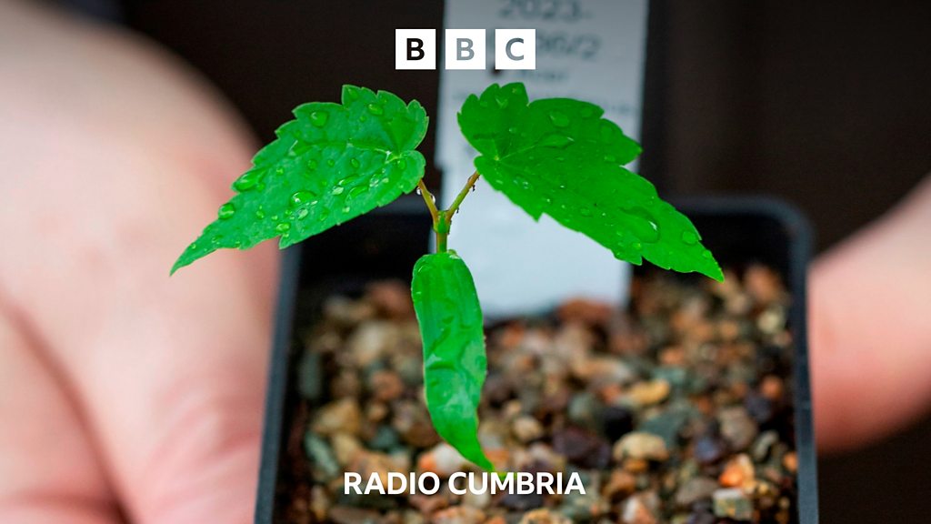 Mind the gap - Hadrian's Wall sycamore seeds sprout - BBC Sounds