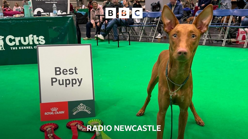 Anna Foster - Raya the pharaoh puppy comes back home to the North East ...