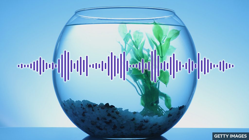 BBC Learning English - BBC Media English “媒体英语”: Tiny fish as loud as a ...