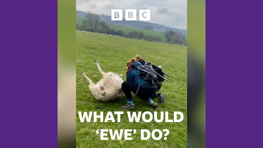 What would 'ewe' do in this situation? - BBC Sounds