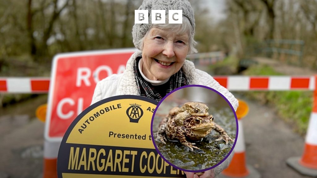 25 years of helping toads cross the road - BBC Sounds