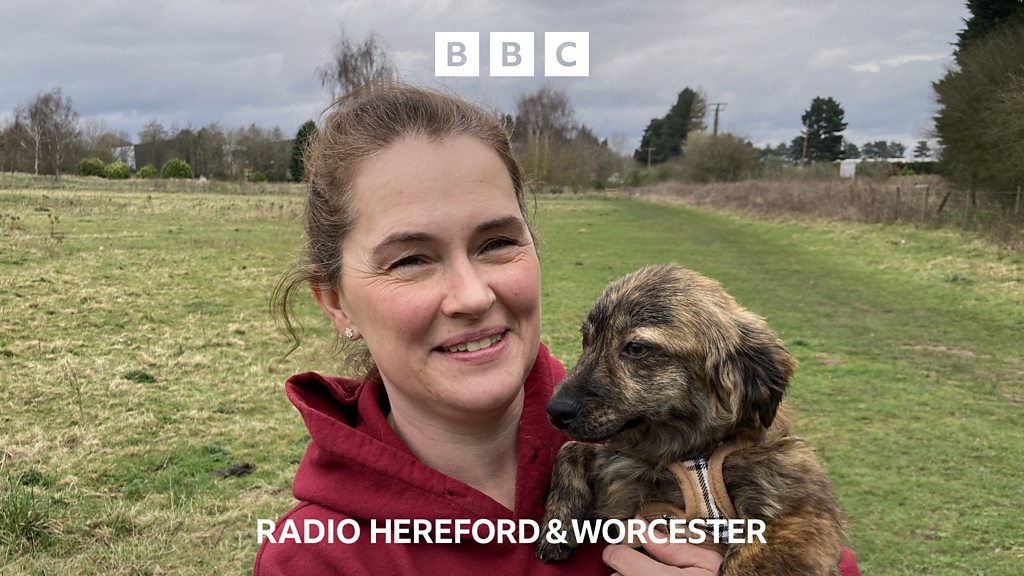 Heartbreak at rescue centre as dog returns surge - BBC Sounds