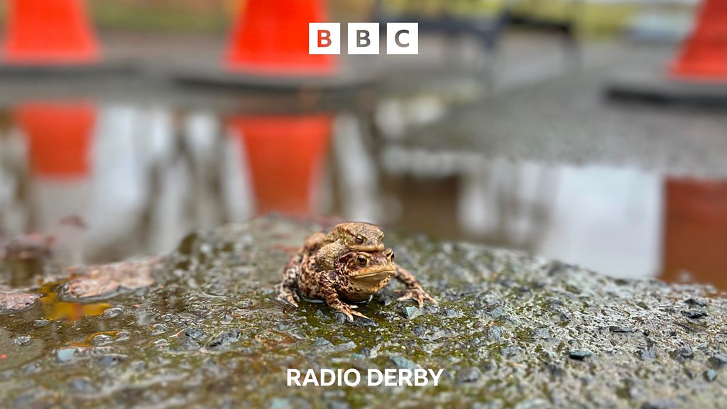 Why did the toad cross the road? - BBC Sounds