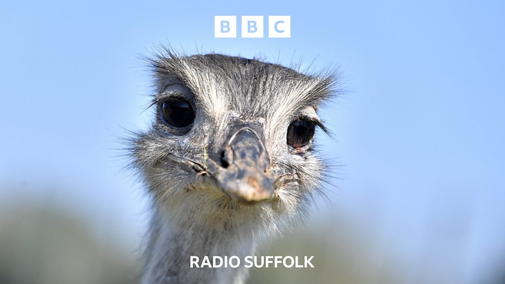 Have you seen the missing rhea in Suffolk? - BBC Sounds