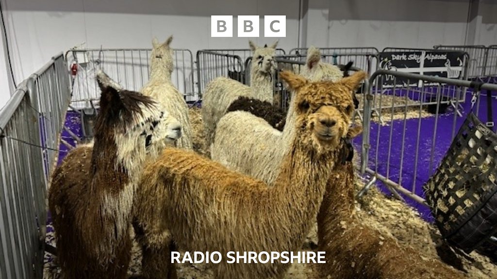 British Alpaca Show comes to Telford - BBC Sounds