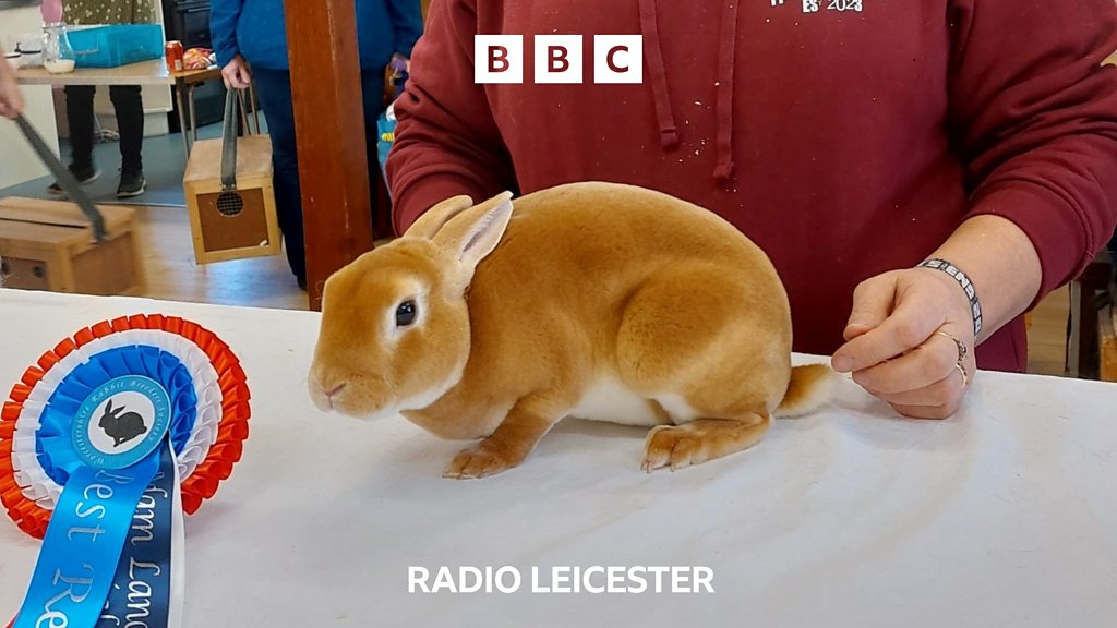 From two Rabbits to award winners! - BBC Sounds
