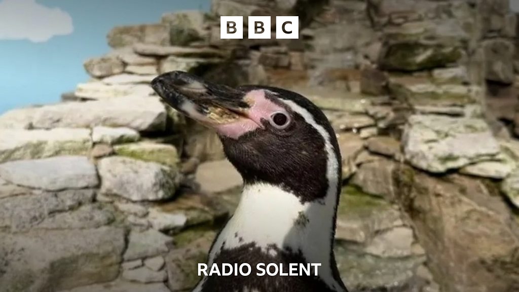 Penguin in bid to become world champion - BBC Sounds