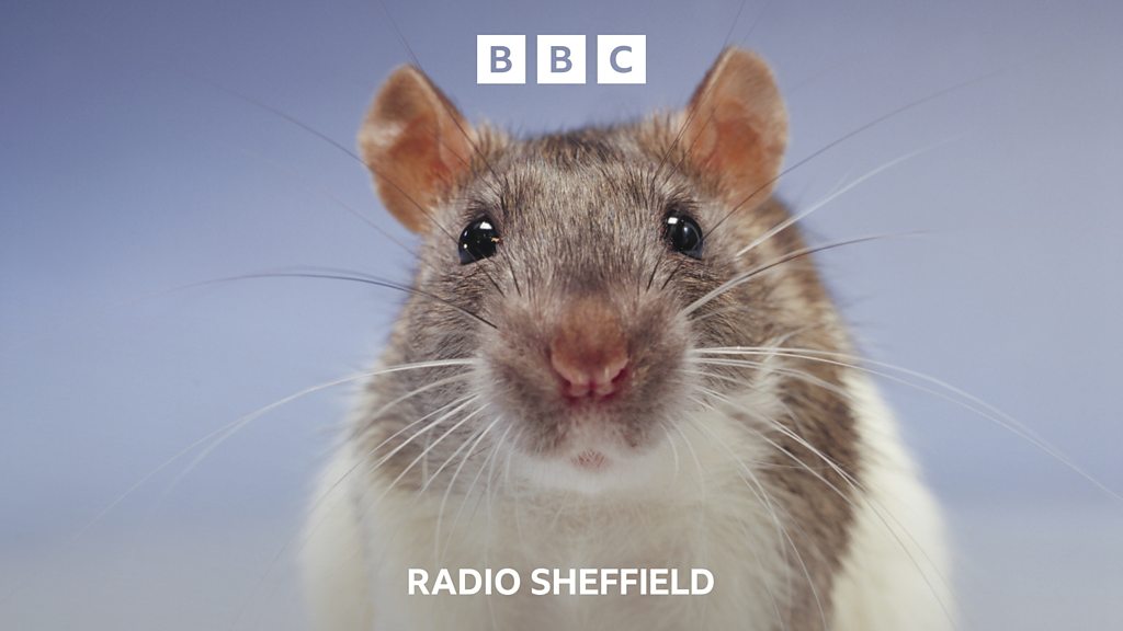 Sheffield student's rat problem: "We named them!" - BBC Sounds