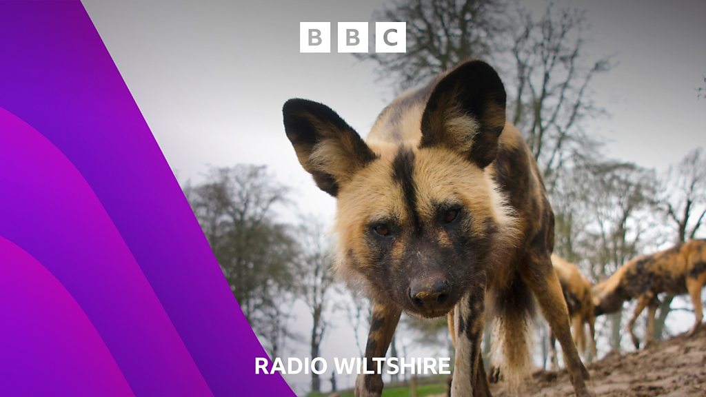 Meet Longleat’s newest residents - BBC Sounds