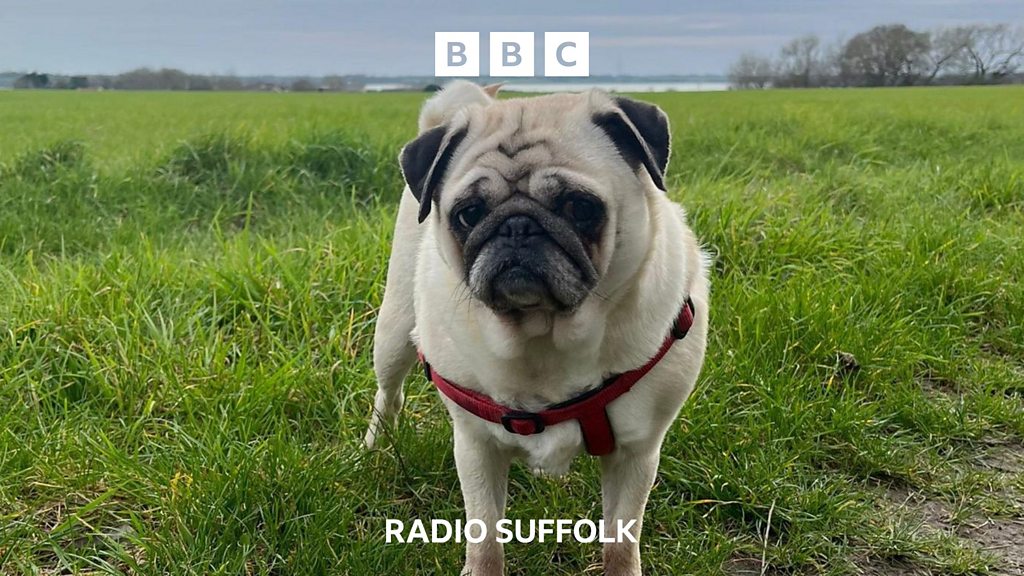 The Suffolk dog that can only walk in circles - BBC Sounds
