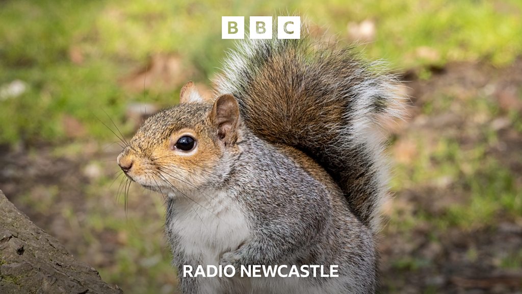 Matt Bailey - Stopping Grey Squirrels in Northumberland - BBC Sounds