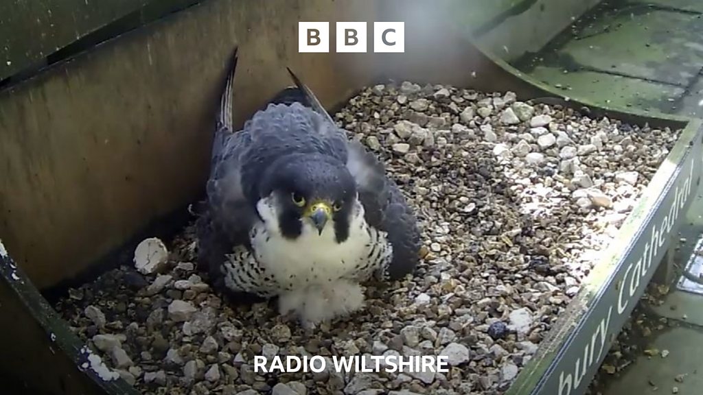 The peregrine falcons at Salisbury Cathedral - BBC Sounds
