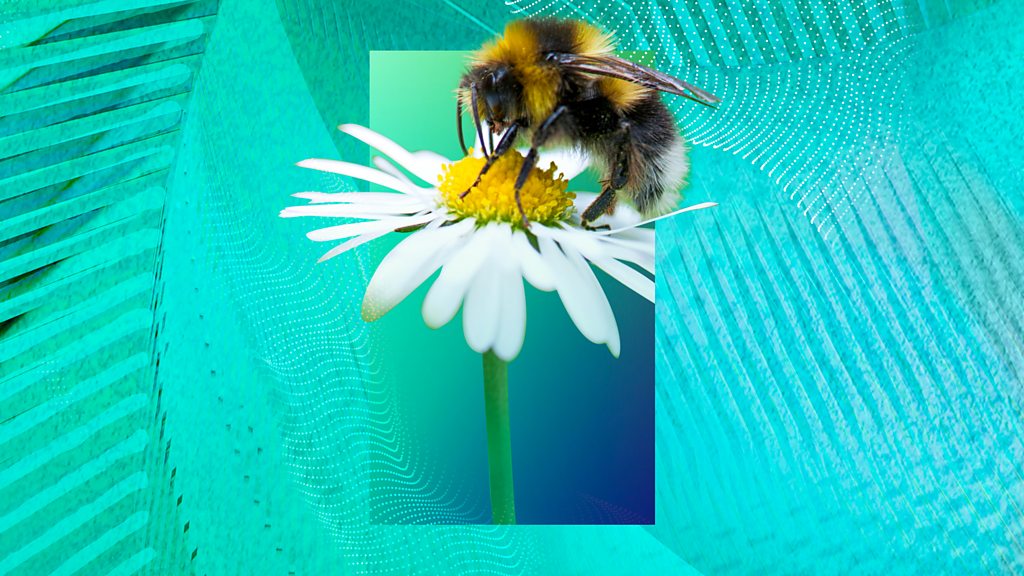 What would you tell the bees? - BBC Sounds