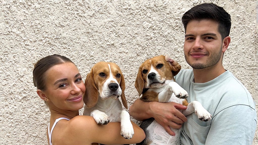 Daniel Pascoe - Meet the beagle pair causing chaos in the kitchen ...