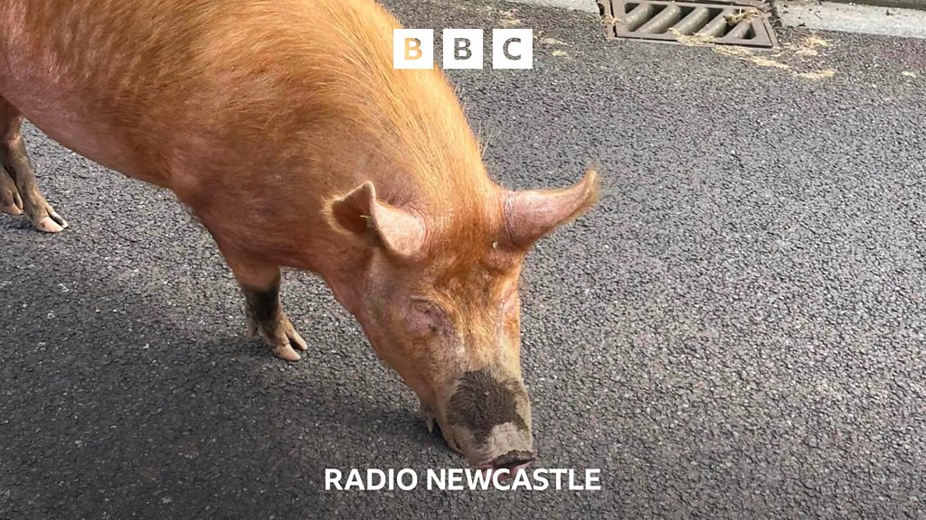 Runaway pig roams around Whickham - BBC Sounds