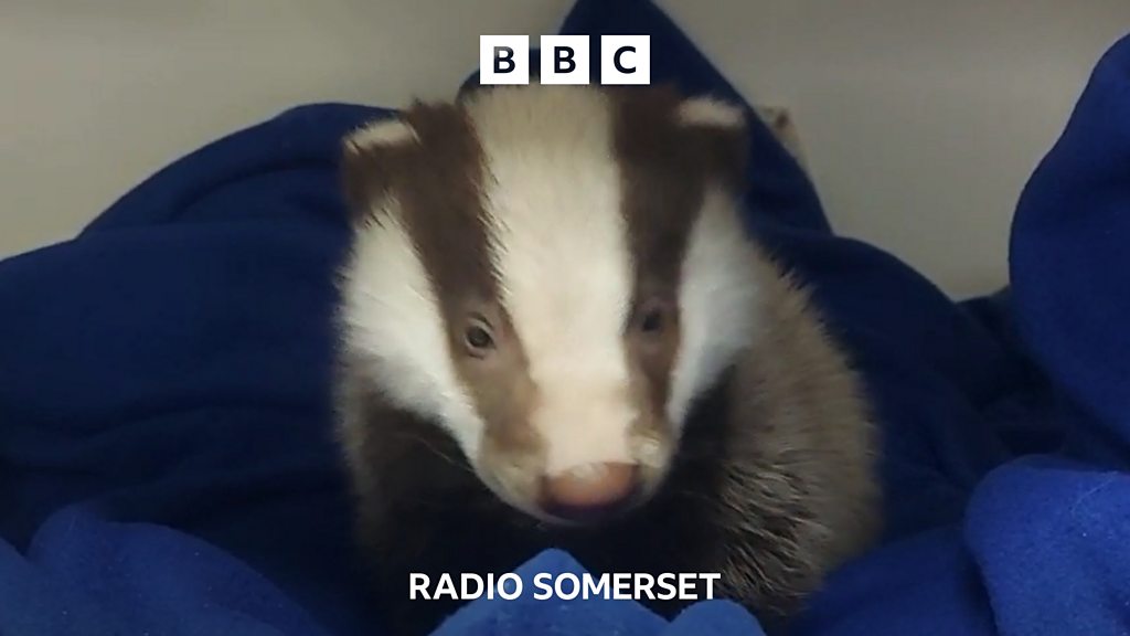 The badger cub who followed people home near Bath - BBC Sounds