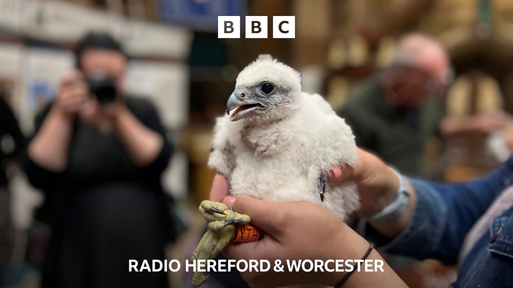 Ringing the Worcester Cathedral peregrines - BBC Sounds