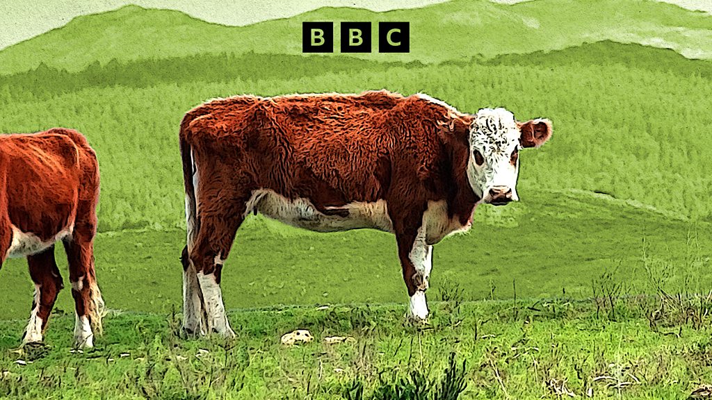 BBC Audio | The Food Chain | Can beef be carbon neutral?