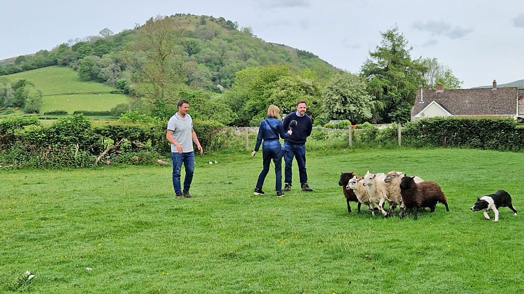 On Your Farm - Sheepdog training in South Wales - BBC Sounds