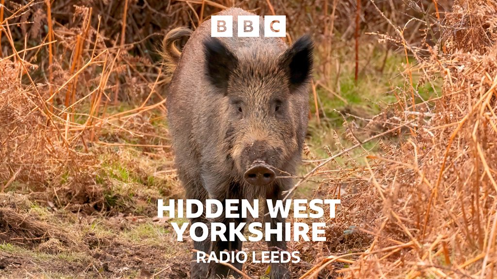 Hidden West Yorkshire - The legend of the Bradford Boar - BBC Sounds