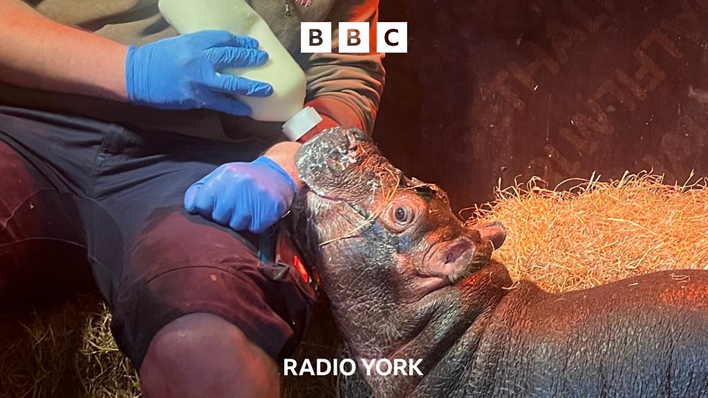 Newborn hippo recovering after 'rocky' start - BBC Sounds