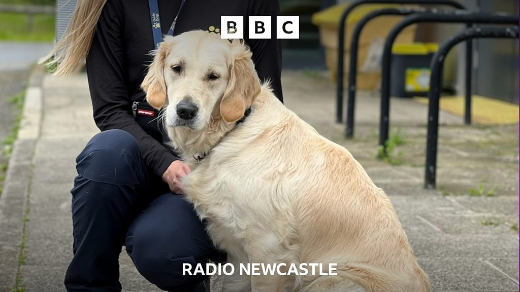 Matt Bailey - If you've ever fancied looking after a dog to help a good ...