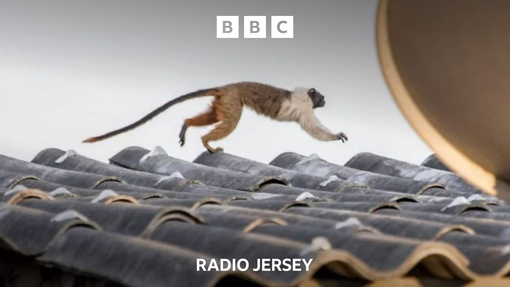 Charity set up to help endangered monkeys - BBC Sounds
