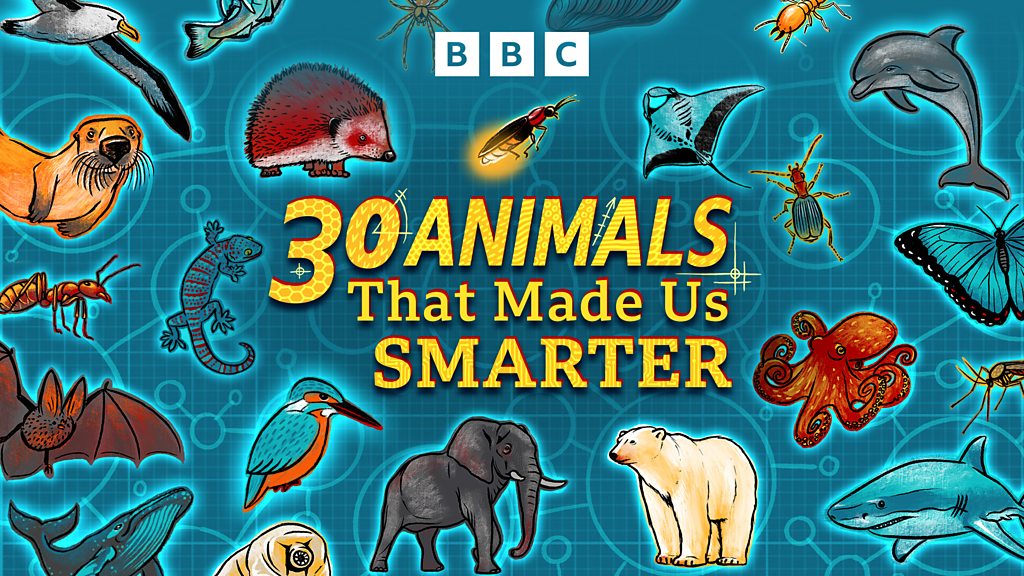 30 Animals That Made Us Smarter - Bees and fast deliveries - BBC Sounds