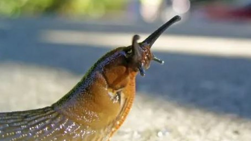 Georgey Spanswick at Breakfast - Why are there so many slugs this year ...