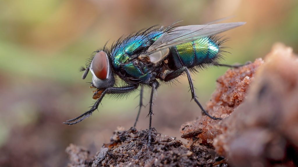 CrowdScience - What’s the point of flies? - BBC Sounds