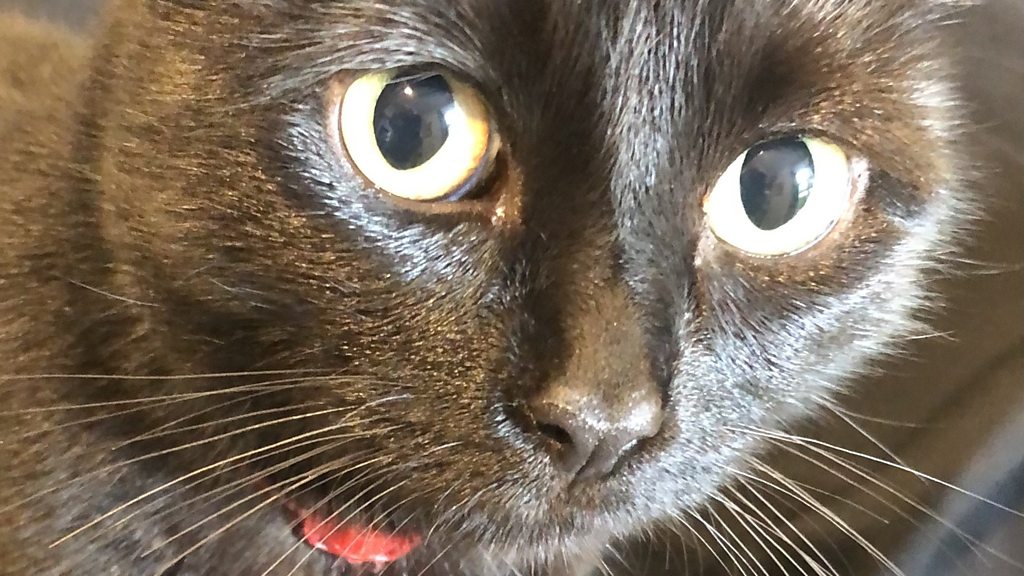 Caroline Densley - Luna the psychic cat predicts England's Euro scores ...