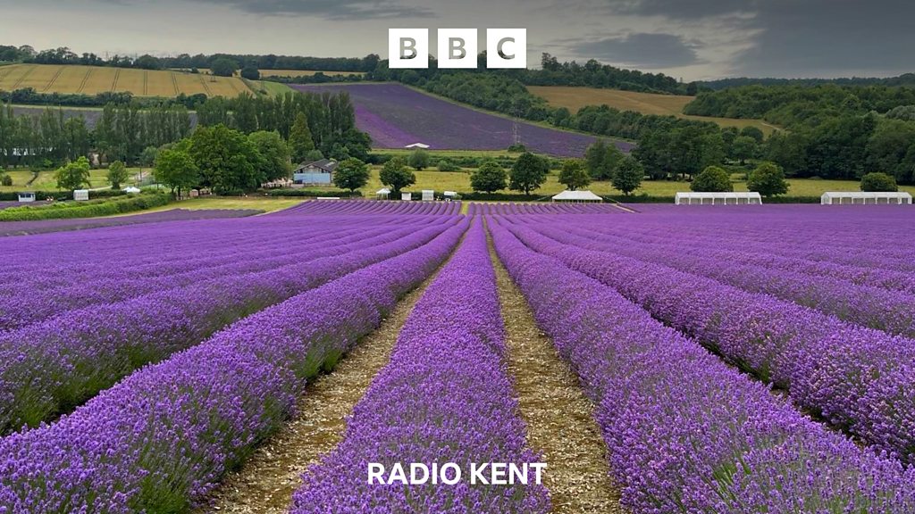 Why is Kent's lavender blooming early? - BBC Sounds