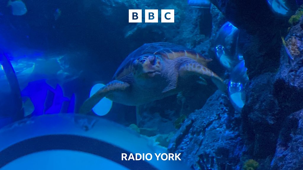 The turtle that got lost & ended up in Scarborough - BBC Sounds